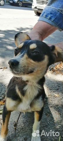 Найдена собачка. Линда размером с котика