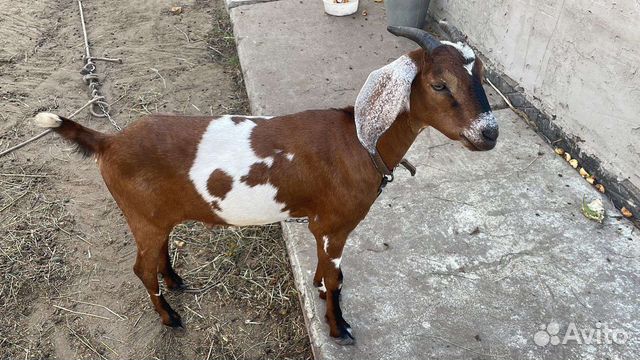Коза нубийская