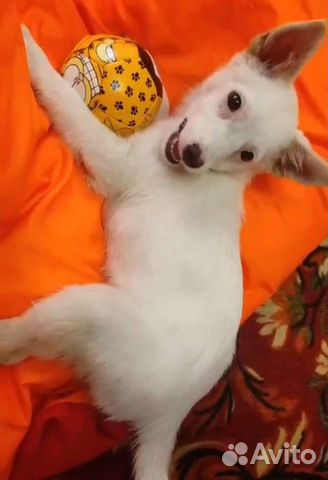 Собака в добрые руки отдам бесплатно