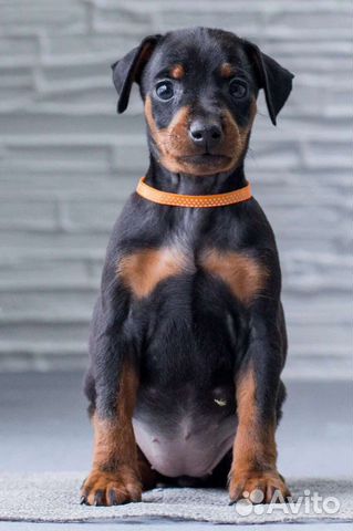 Цвергпинчер с документами РКФ