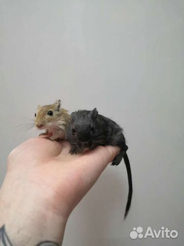 Монгольская песчанка