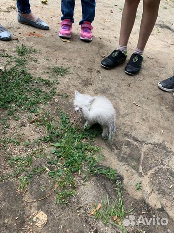 Котёнок 5 дней