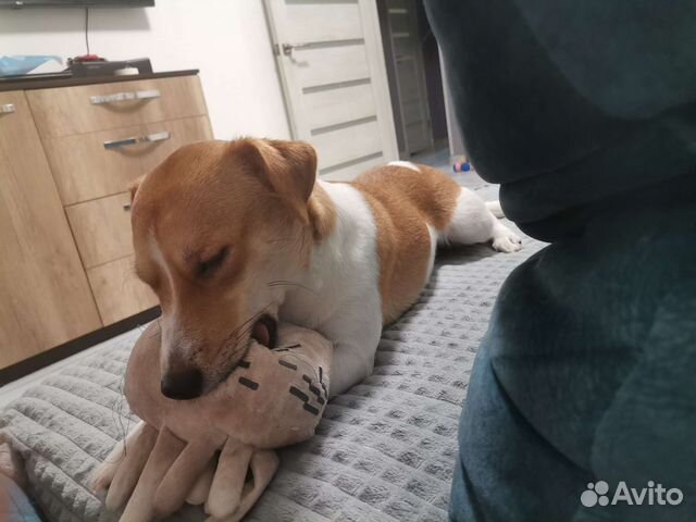 Джек Рассел терьер бесплатно