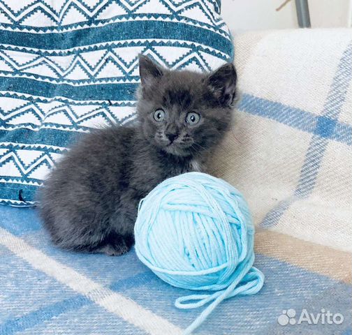 Малышка ищет мампап