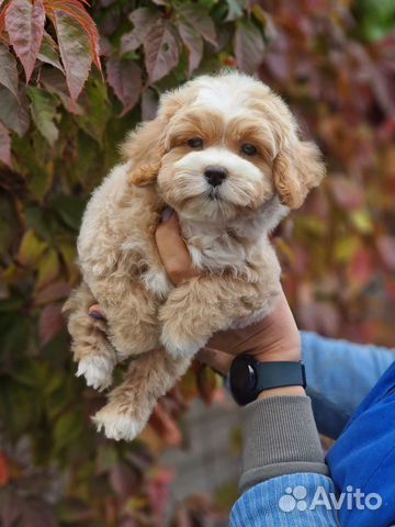 Мальтипу крошка девочка Корея