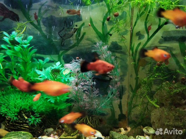 Аквариумные рыбки (Пицилия)