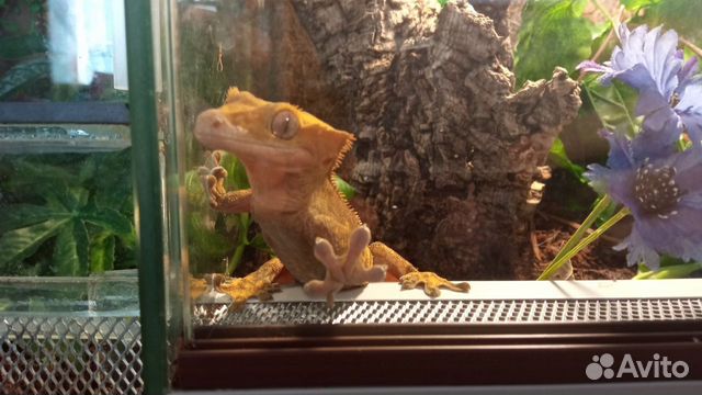 Реснитчатый бананоед Harlequin