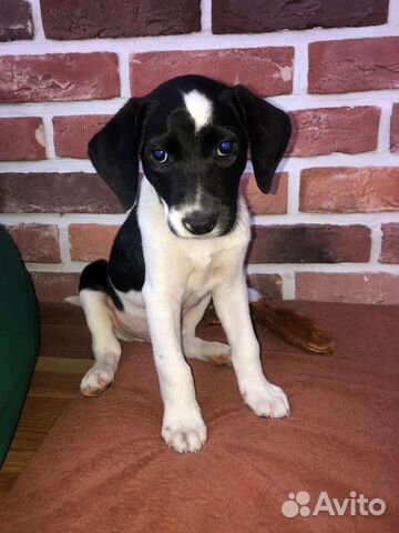 Щенок Курцхара мальчик в добрые руки