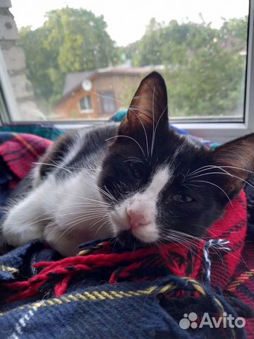Котенок Мурзик
