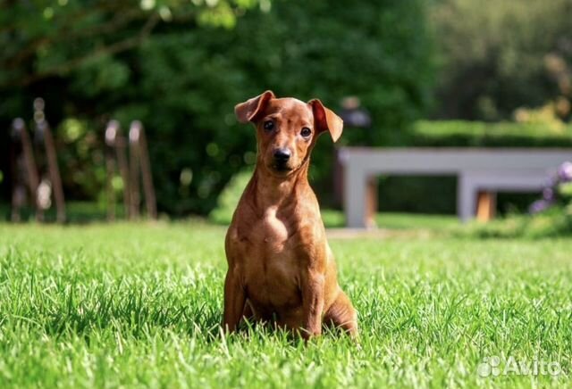 Щенки цвергпинчера