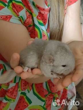 Шиншиллята