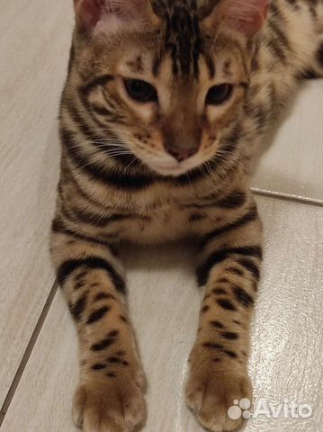 Бенгальская