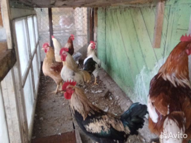 Продам питуха