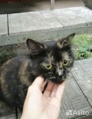 Кошечка британской породы выброшена на улицу