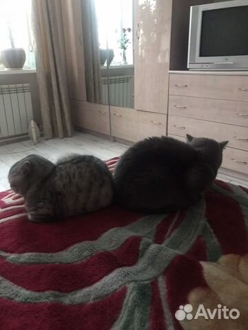 Шотландские кошки