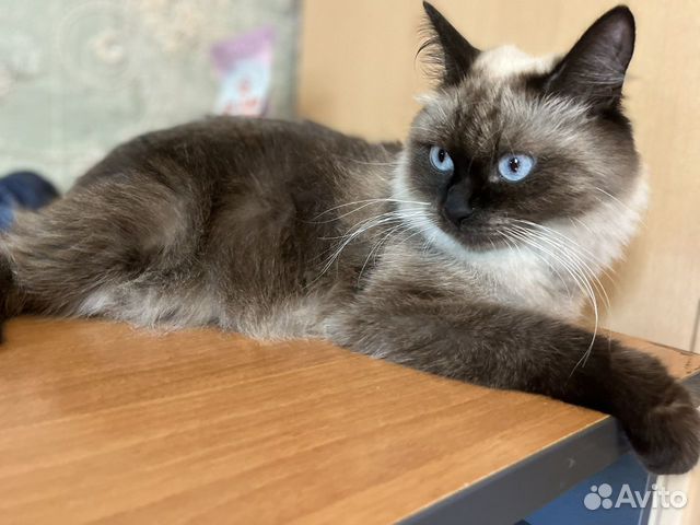 Котята Невской Маскарадной