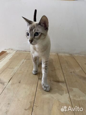 Котенок тонкинез