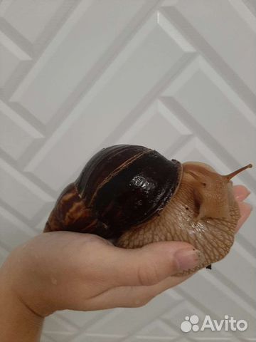 Улитки ахатины