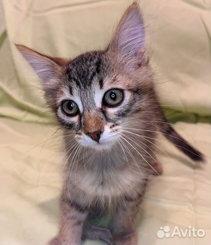 Спасенный котенок мальчик в добрые руки