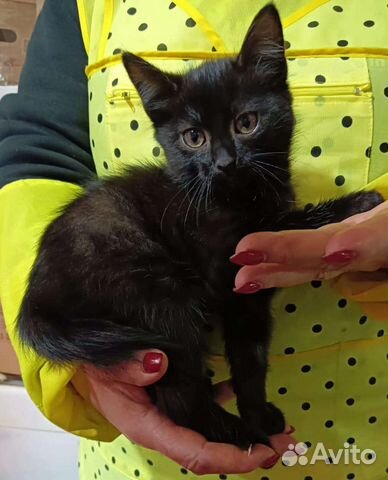 Котенок Джери ищет дом