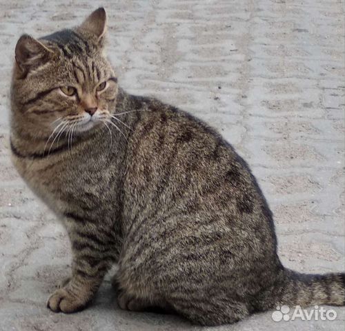 Котик- ласковый хочет жить в добрые руки