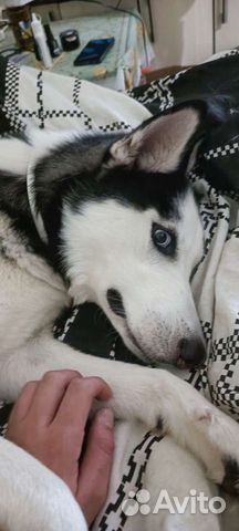 Сибирский хаски вязка ищем девочку
