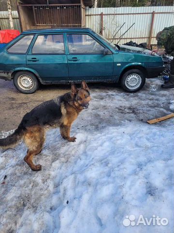 Немецкая овчарка