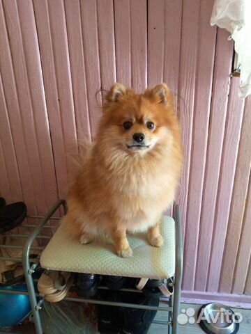 Немецкий шпиц