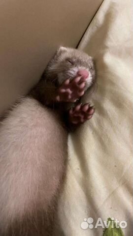 Хорек с клеткой