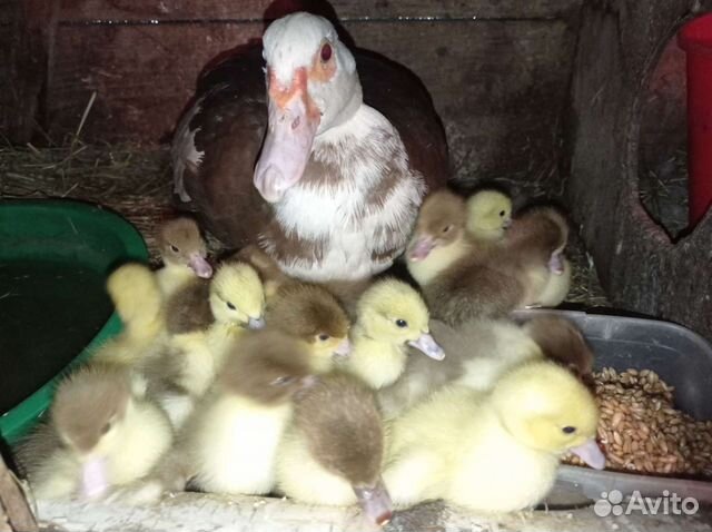 Индоутята вместе с наседкой