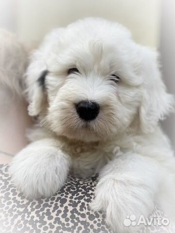 Щенок бобтейла