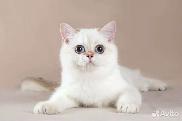 Мальчик британская золотая шиншилла колор поинт