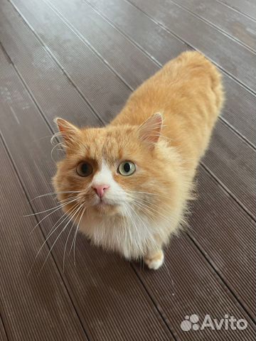 Живёт на крыльце дачи рыжий ласкуша