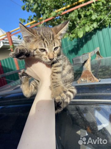 Котенок от бенгалки