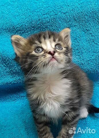 Котенок маленький тигренок Лаки 4 недели