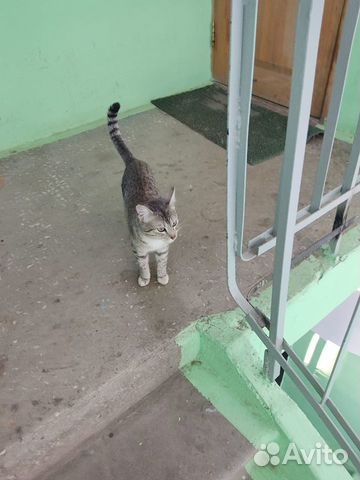 Котика выбросили на улицу