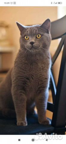 Кот 1 г. британская и русская голубая кастрирован