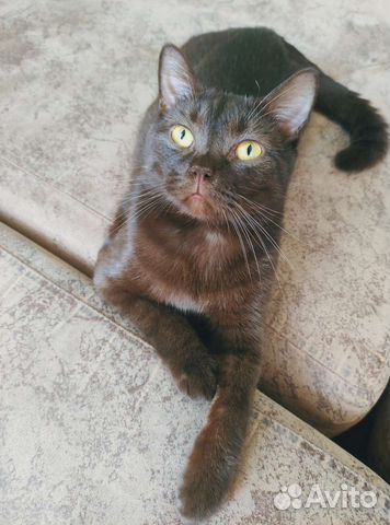 Шотландский кот вязка