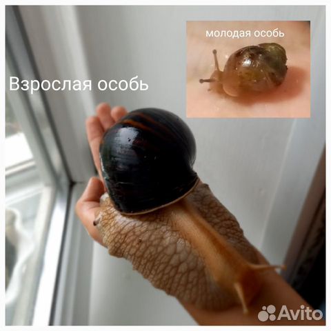 Улитка Ахатина
