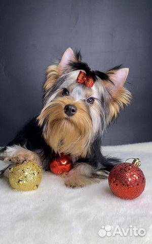 Щенок мальчик 5,5 мес