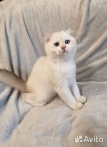 Медвежонок