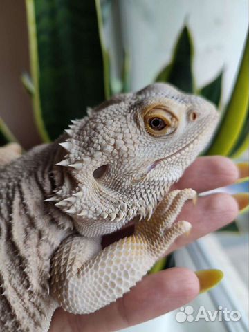 Бородатая агама