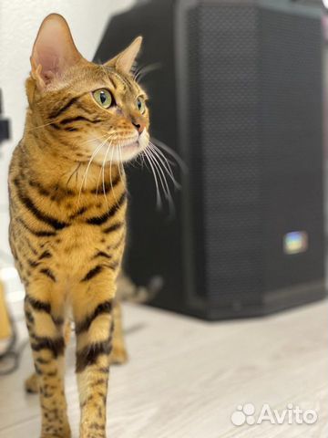 Подарим бесплатно Бенгальскую кошку Алису