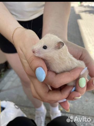 Сирийский хомяк девочка