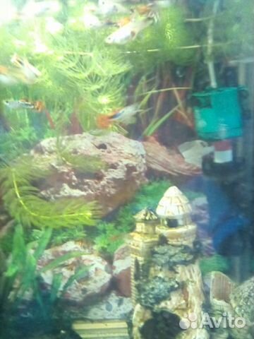 Продажа аквариумных рыб