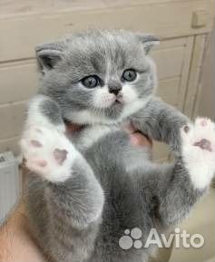 Супер ушки у нашей вислоушки Лушки,есть кот