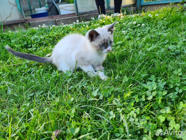 Котенок