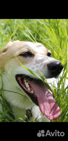 Собачка ищет дом