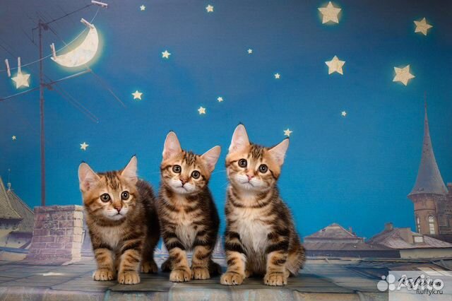 Курильский бобтейл котята