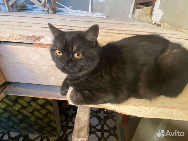 Шотландский кот в добрые руки